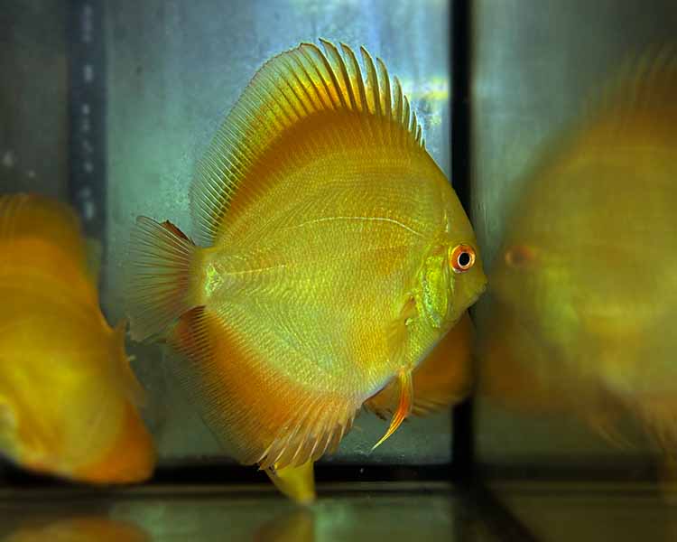 Discus - The Trop Company