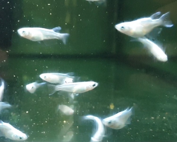 Daisys Blue Ricefish - Oryzias Woworae The Trop Company